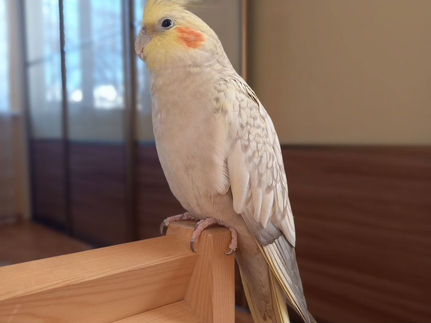 Продаётся попугай Корелла