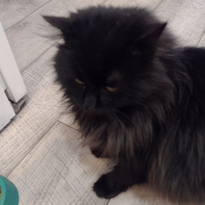 Взрослый кот в добрые руки