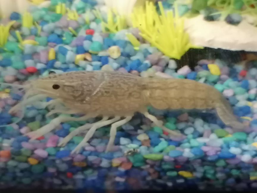 Продам голубых кубинских раков