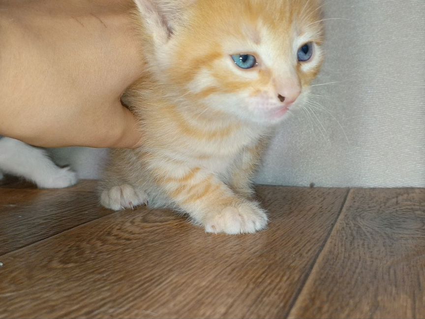 Котята 4 шт три девочки 1 мальчик