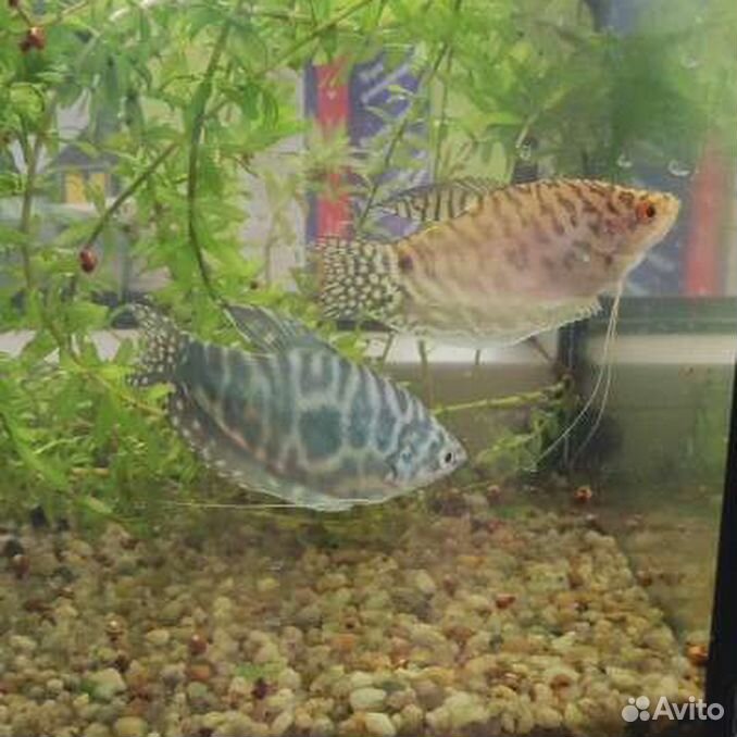 Самцы жемчужный и медовый гурами