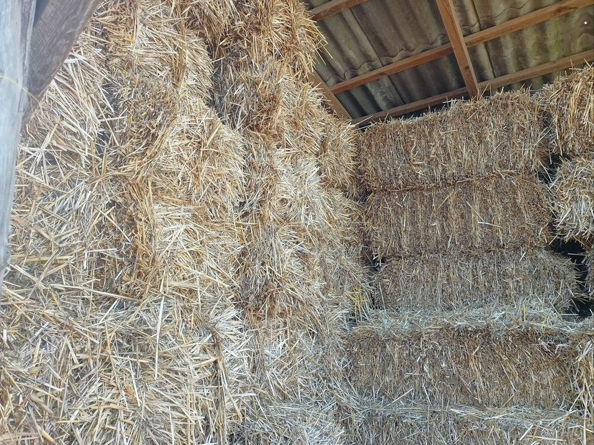 Солома пшеничная в тюках