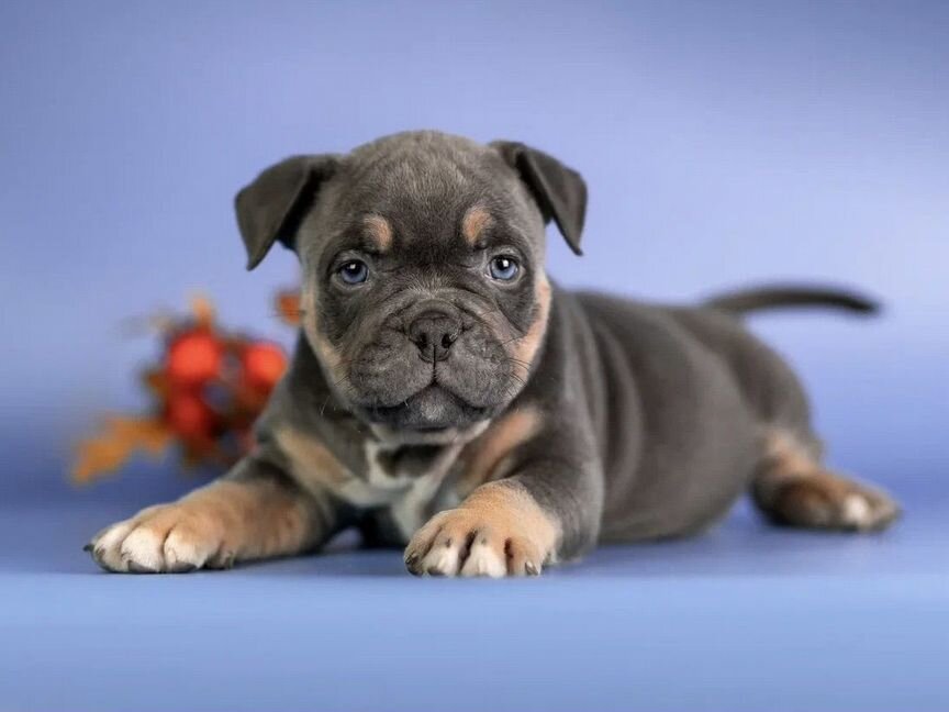 Американский булли покет