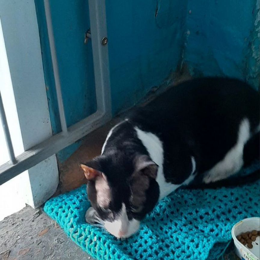 Кошечка мечтает о доме