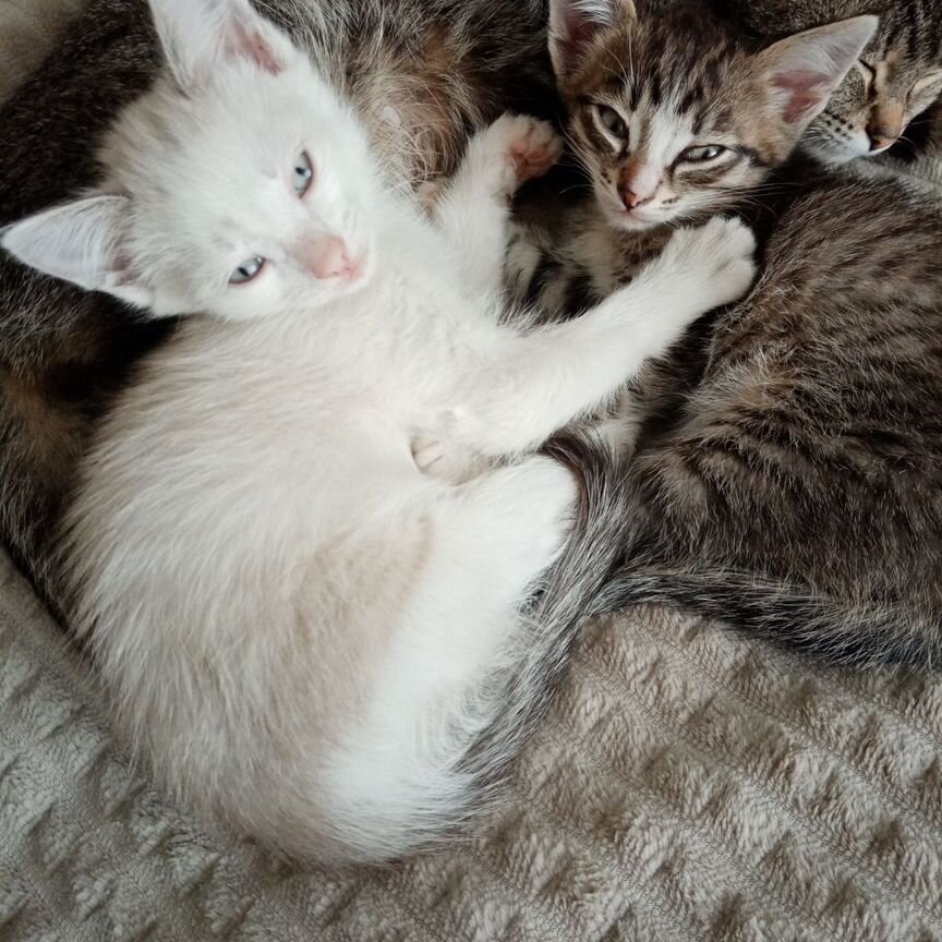 Отдам в добрые руки пару котиков