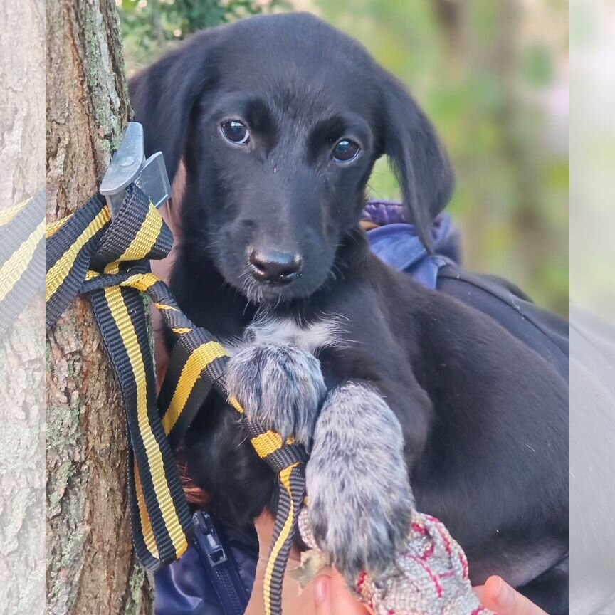 Щенок в добрые руки