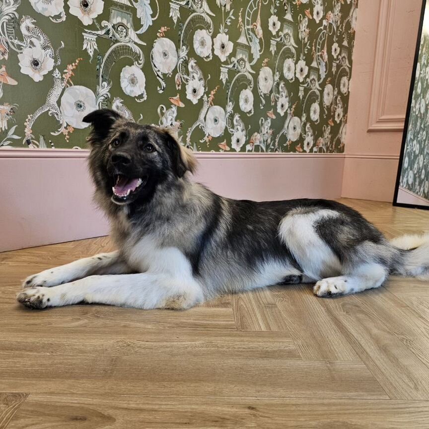 Собака из приюта Дейзи ищет семью