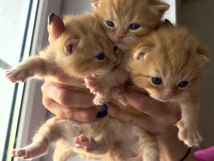 Шотландские котята