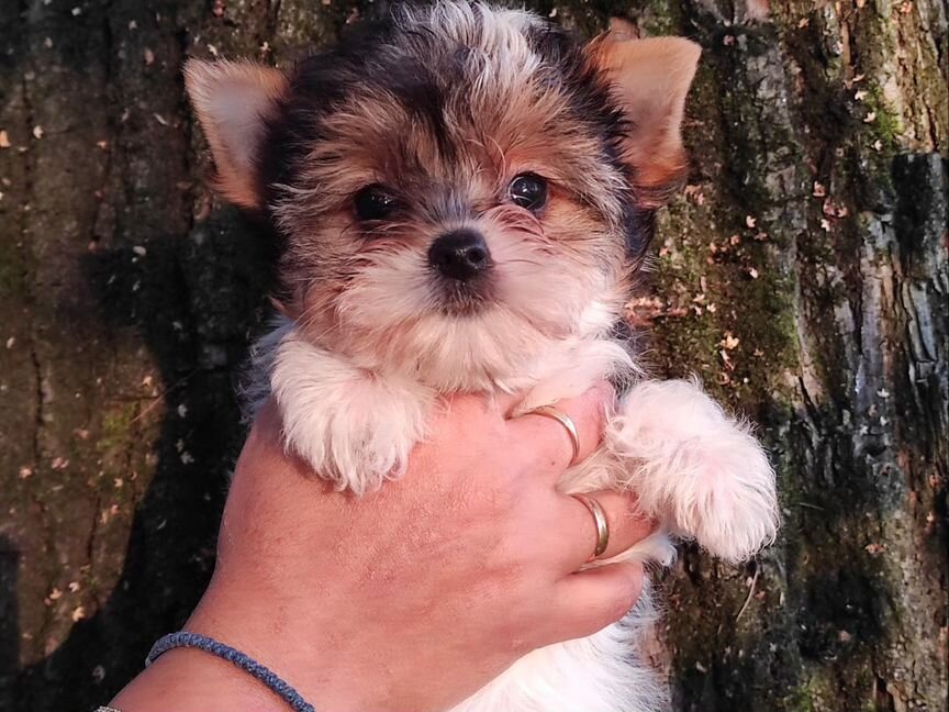 Бивер девочка РКФ