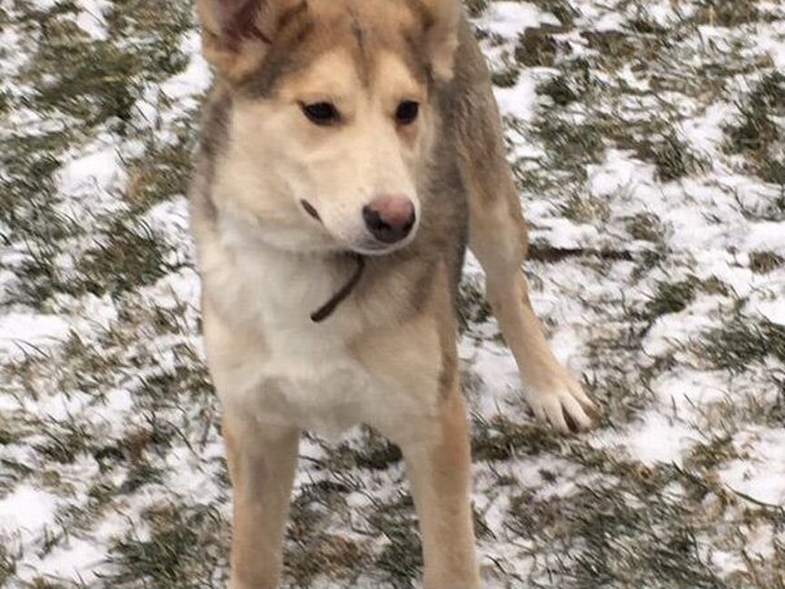 В добрые руки юная Алька