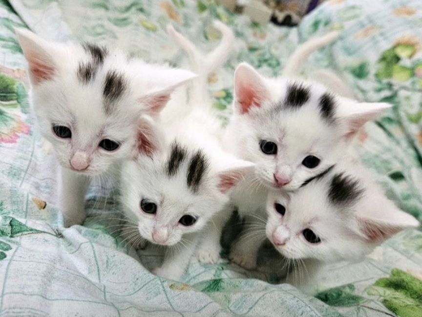 Красвивые котятки ищут дом