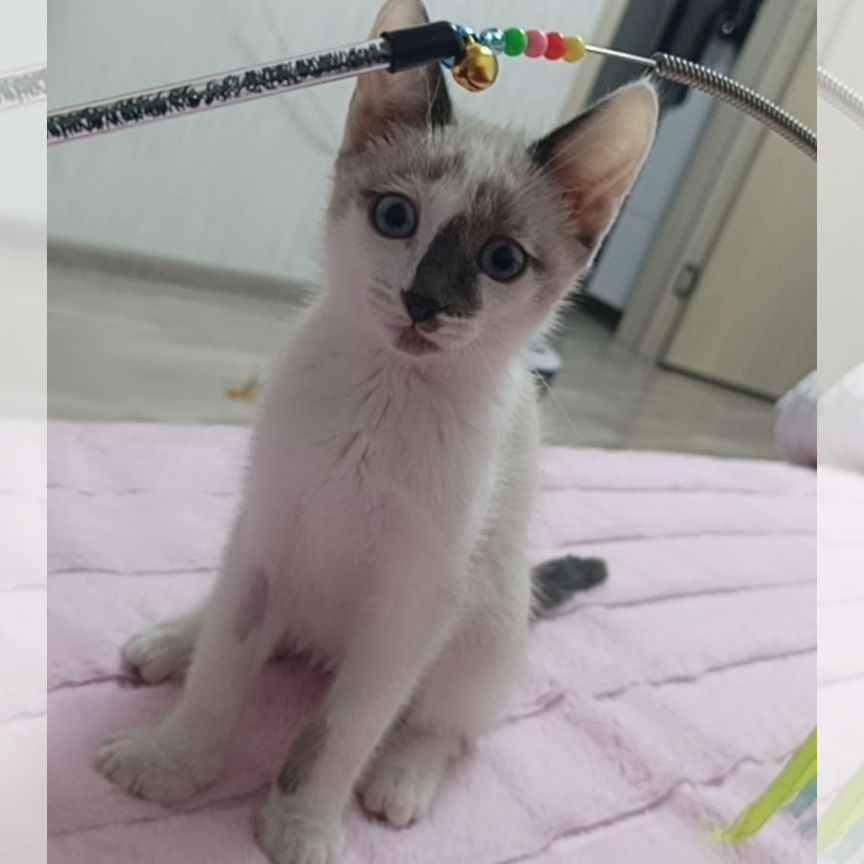 Кошка метис