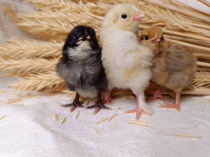 Цыпленок поместный яйчно-мясной