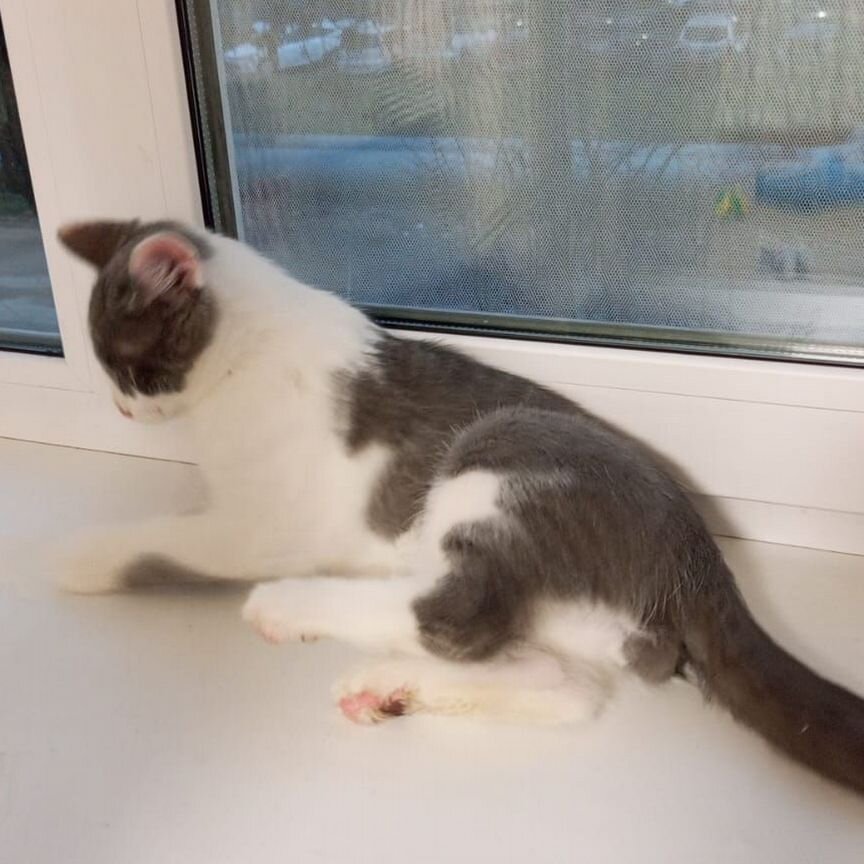 Котёнок в добрые руки