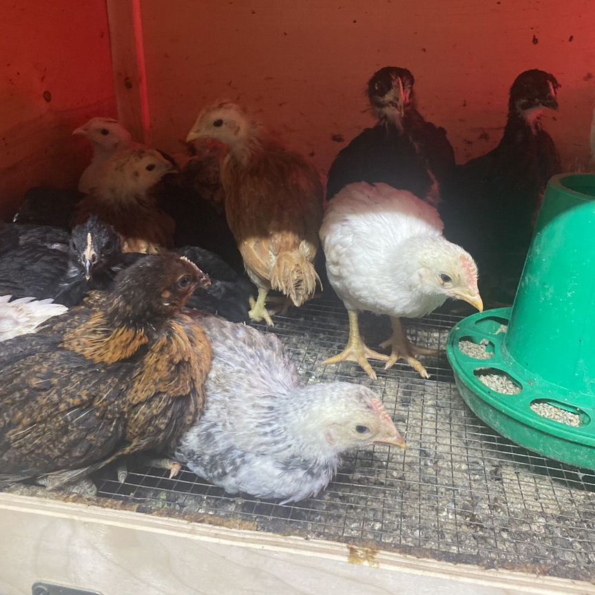 Цыплята кур несушек