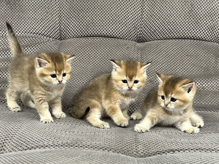 Шотландская золотая шиншилла