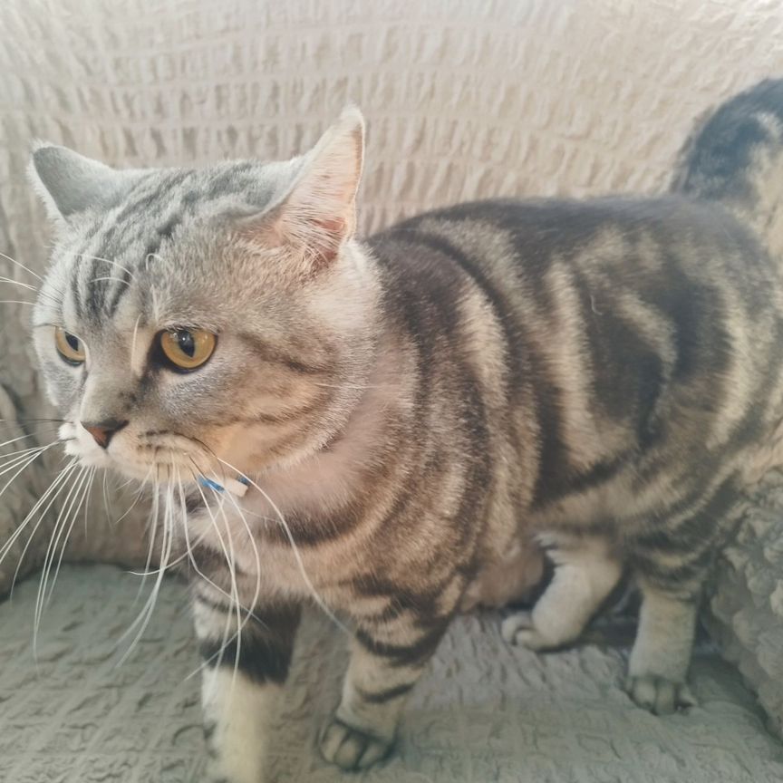 Шотландский кот вязка