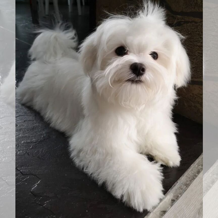 Мальтийская болонка, щенок