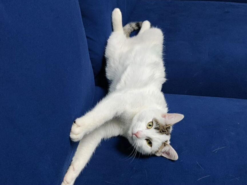 Кошка в добрые руки