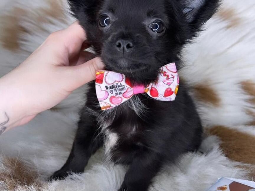 Чудесная девчонка