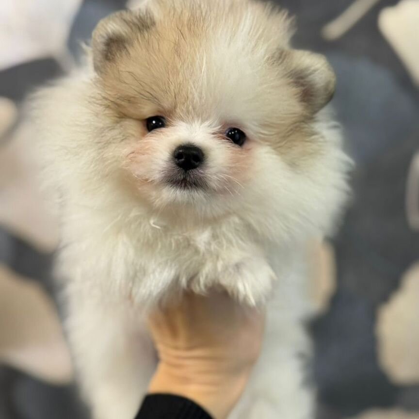 Щенки шпица пати колор