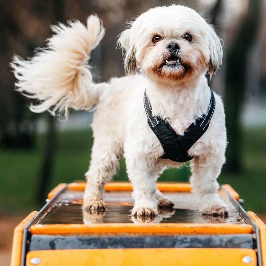 Ши-тцу, взрослая собака