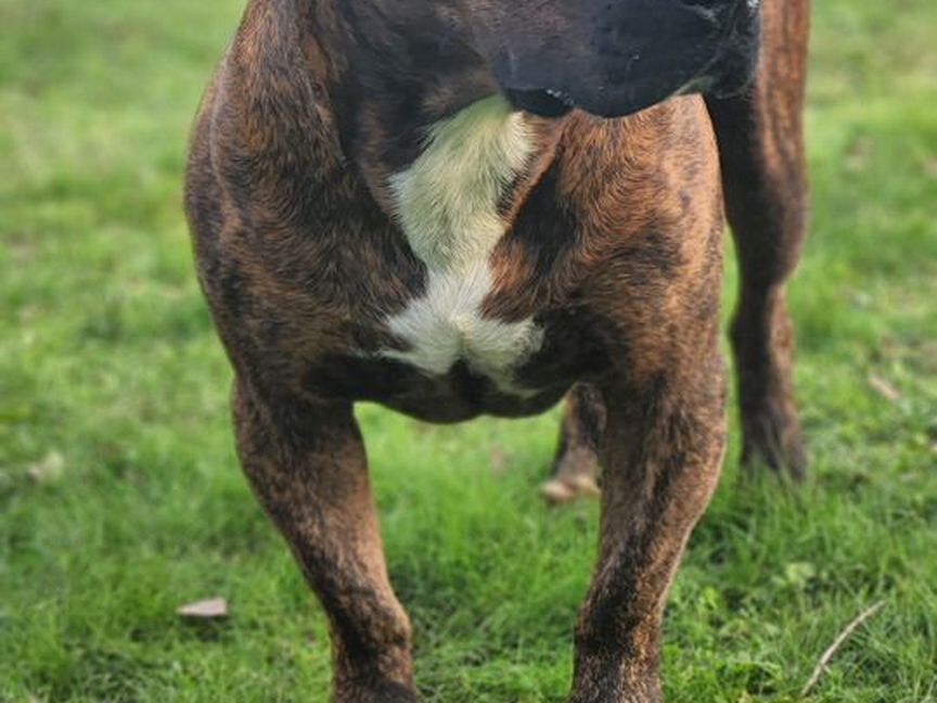 Вязка Американский стаффордширский терьер,кабель