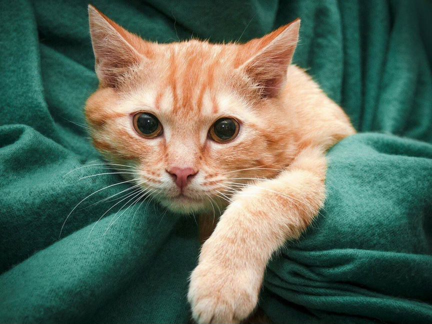 Норвежские лесные котята