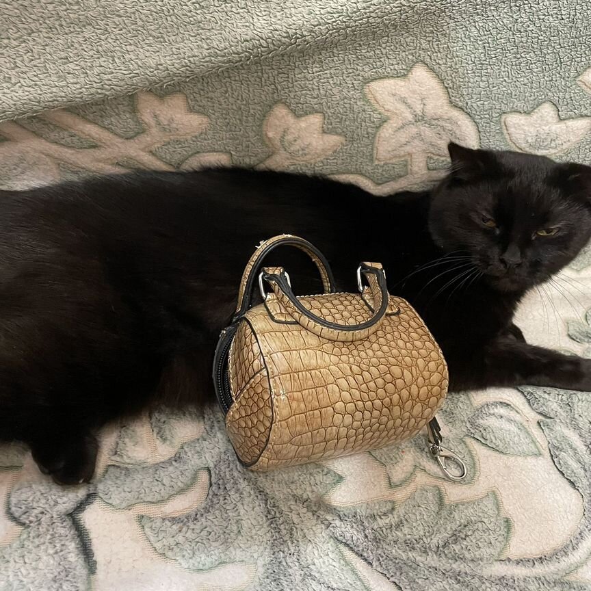 Кошка вислоухая