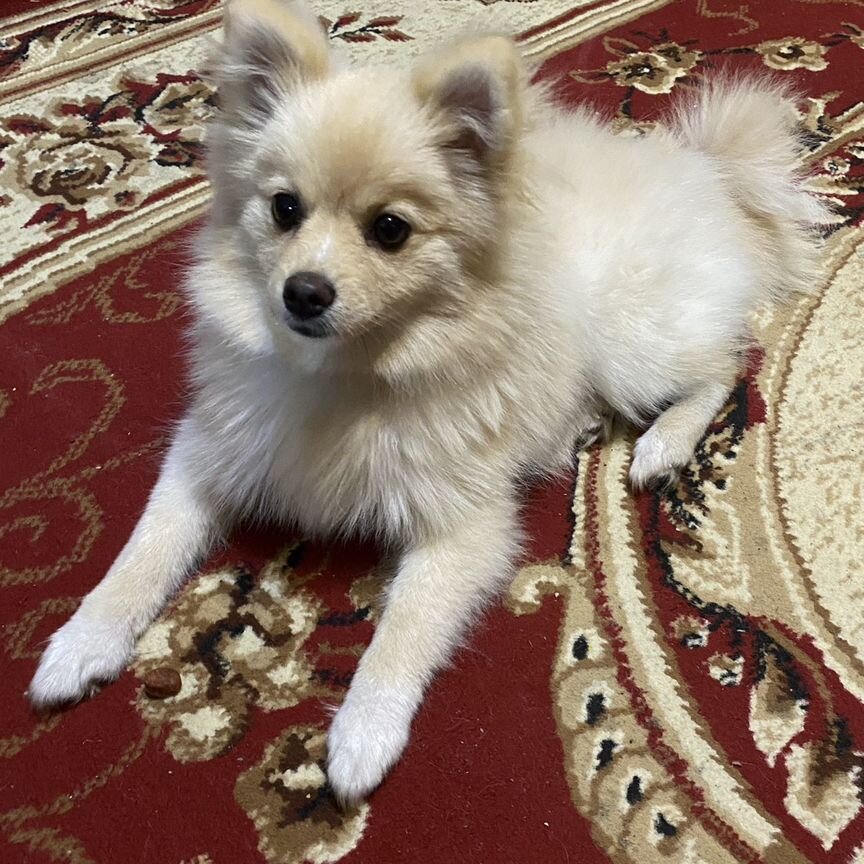 Померанский шпиц, щенок