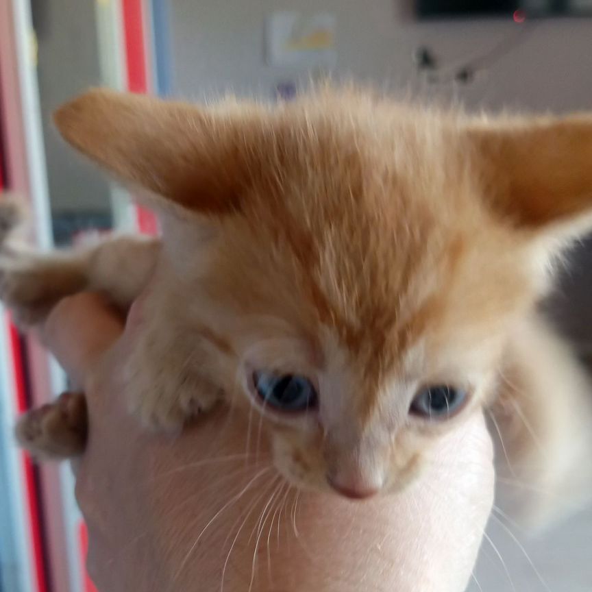 Котёнок от частного владельца