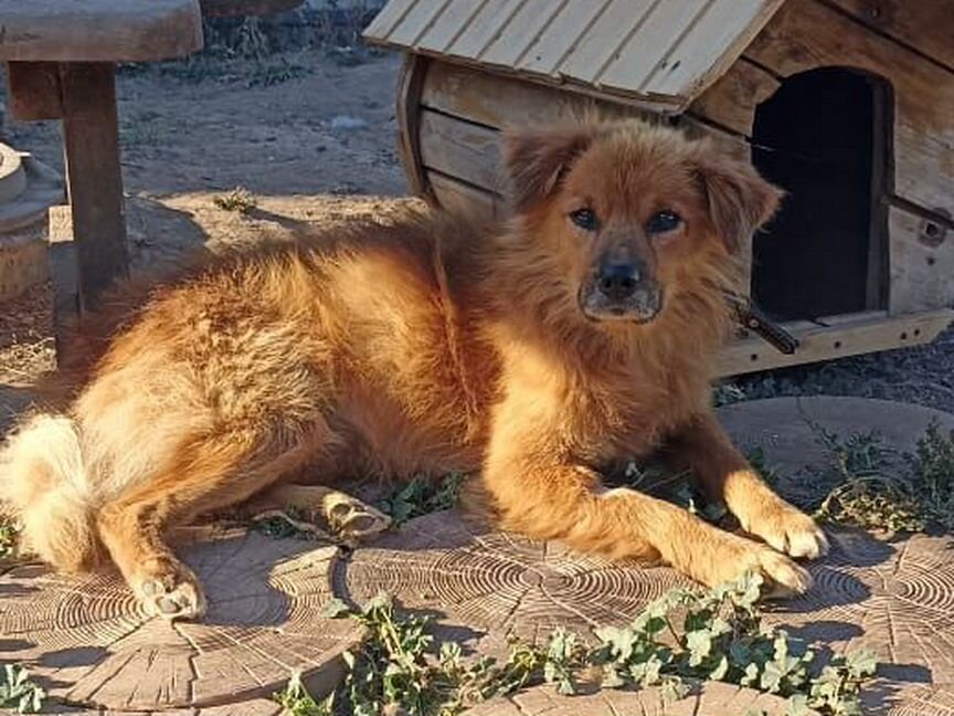 Маленькая собачка с дом