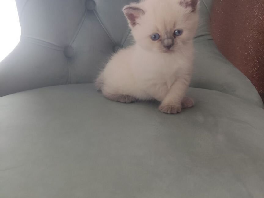 Шотландские котята