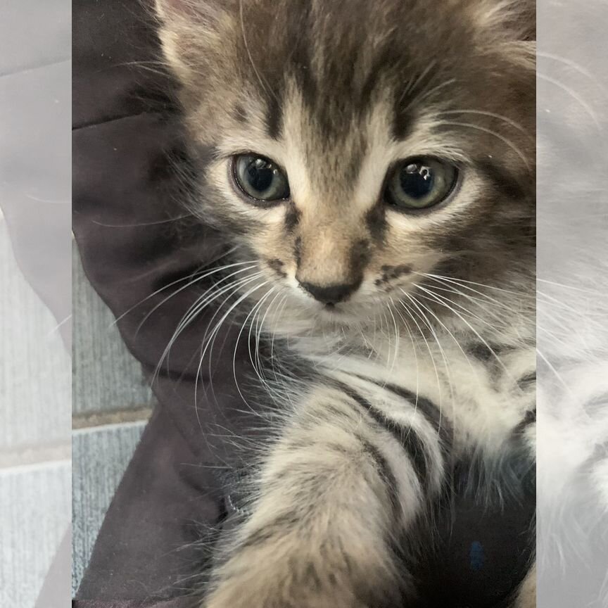 Котику 1 месяц