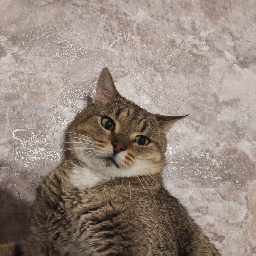 Интеллигентный кот Гриша