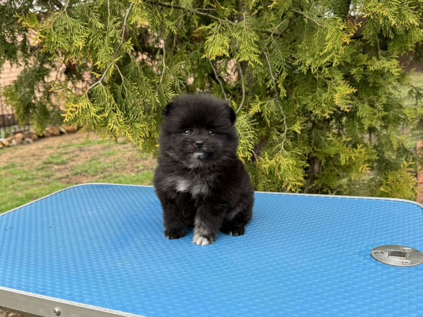 Черный мишка