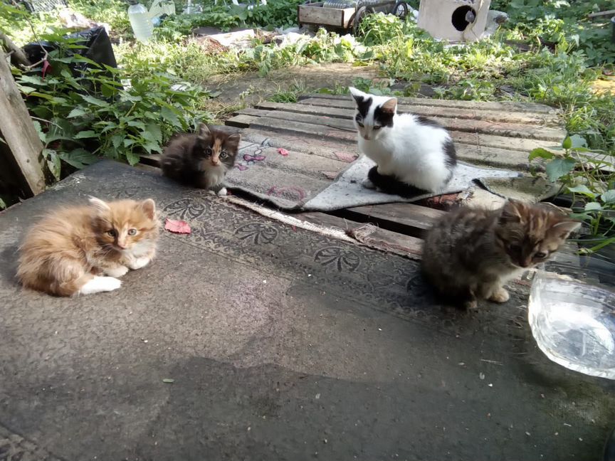 Бабулькины котята