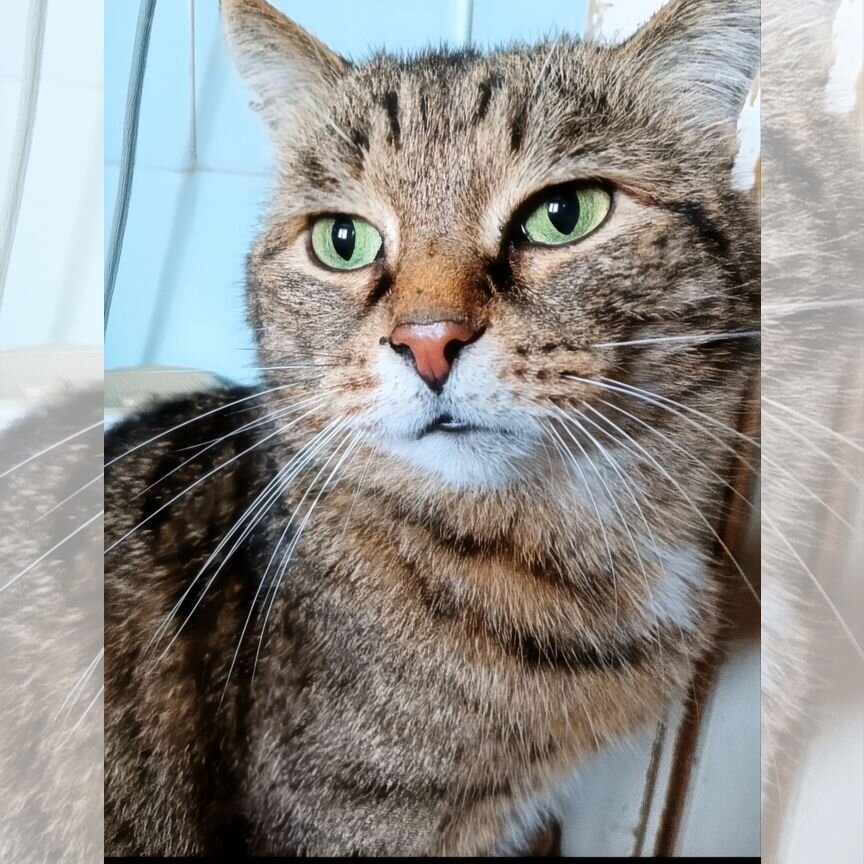 Взрослый кот в добрые руки