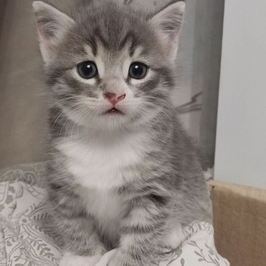 Котёнок в добрые руки