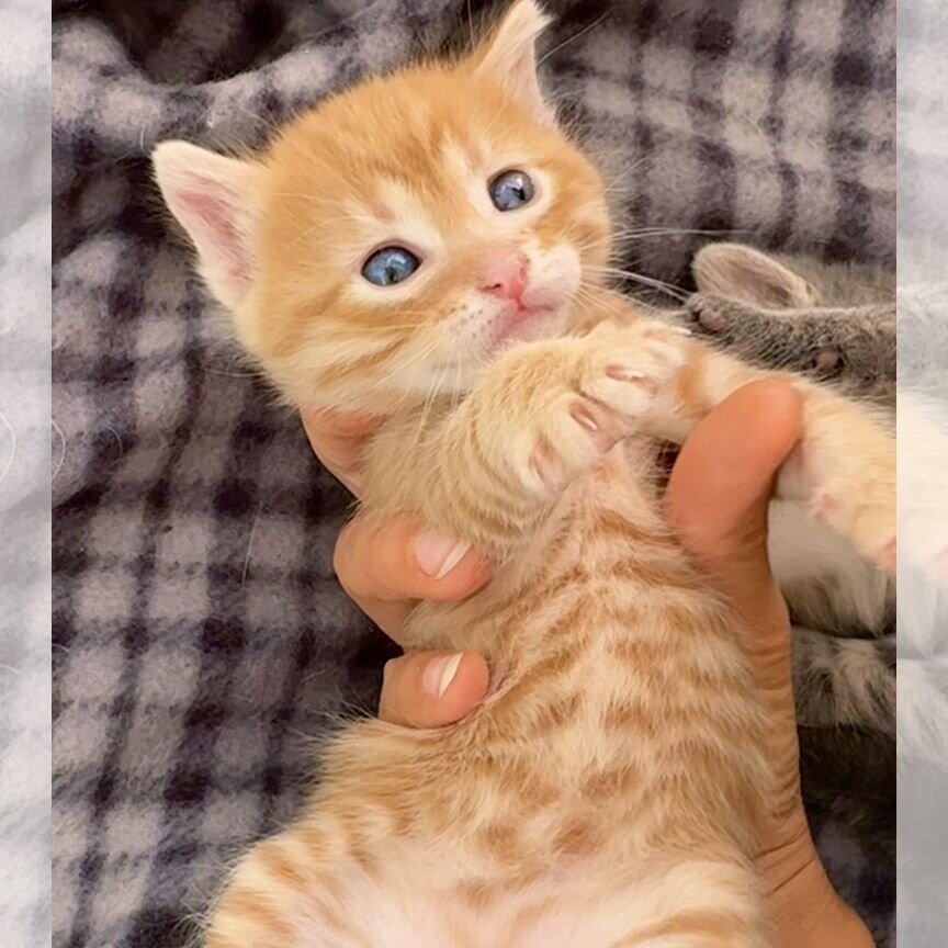 Рыжий котенок мальчик