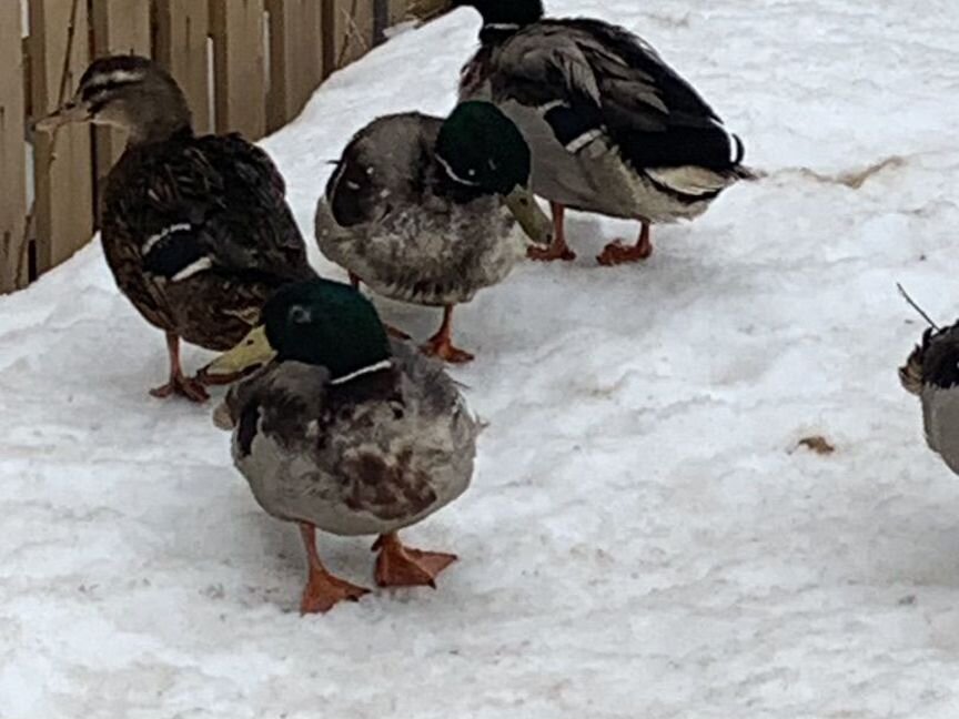 Селезень подсадной утки