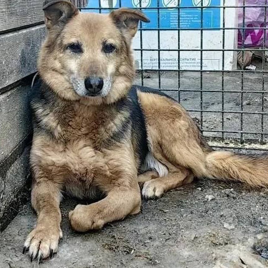 Взрослая собака в добрые руки