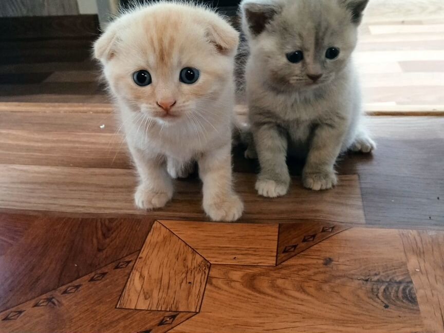 Шотландские котята