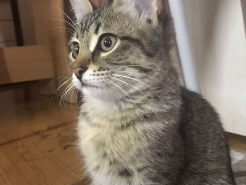 Котята в дар