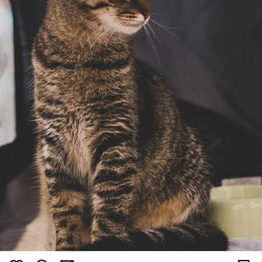 Коты в добрые руки