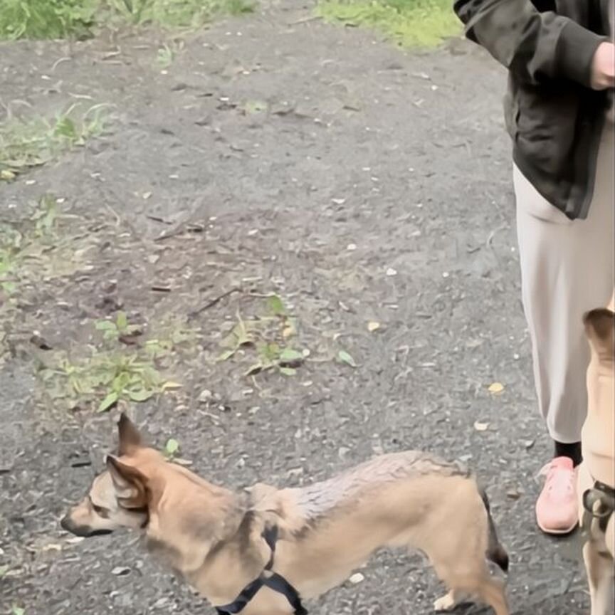 Взрослая собака в добрые руки