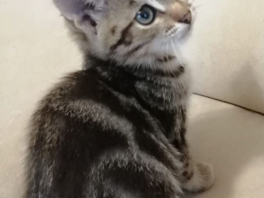 Котик красавчик