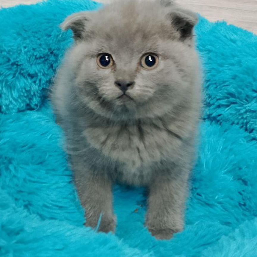 Котята 1.5 месяца девочки. Лоток на отлично