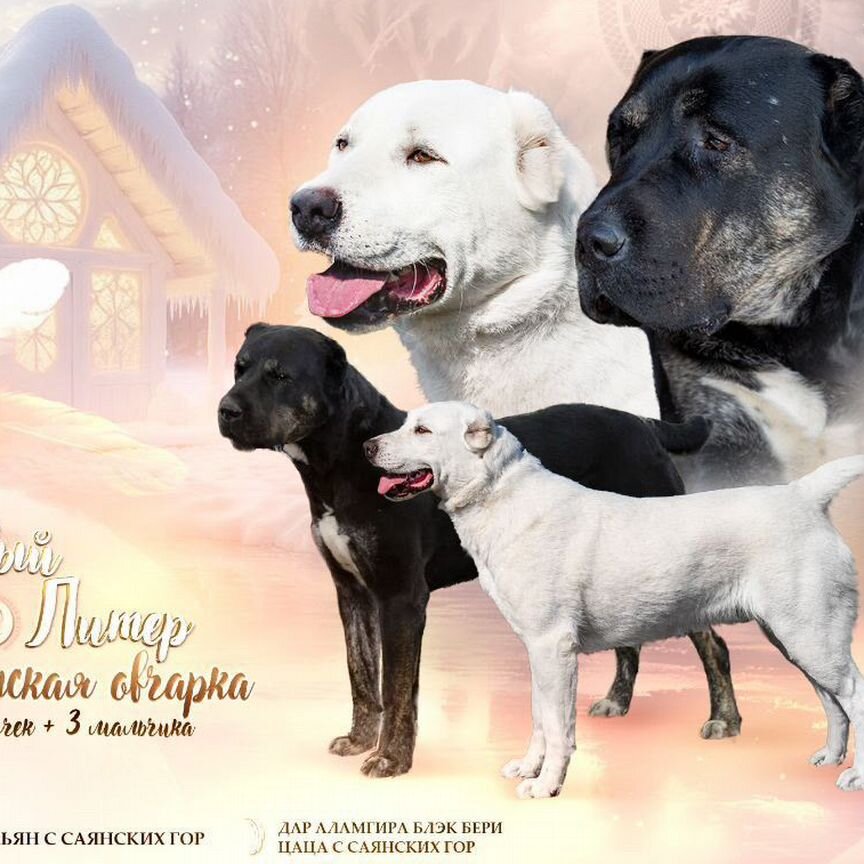 Среднеазиатская овчарка, щенок