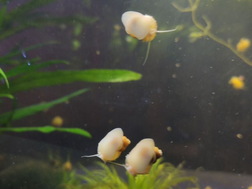 Улитки аквариумные Ампулярии